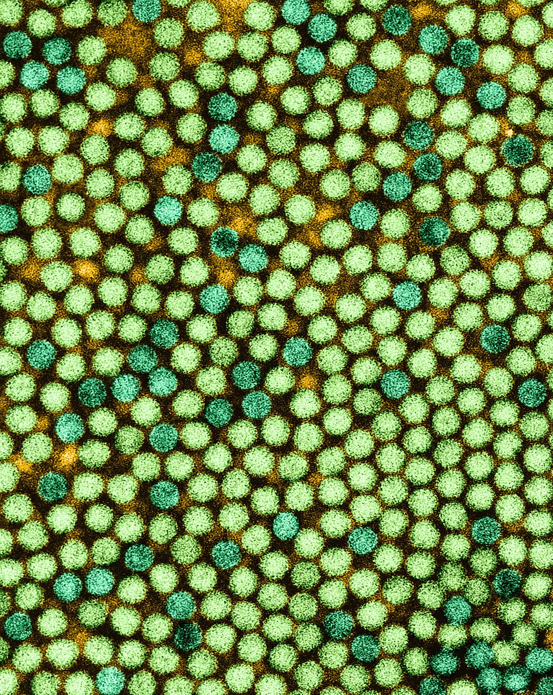 Hepatitis A and Hepatitis B | History of Vaccines